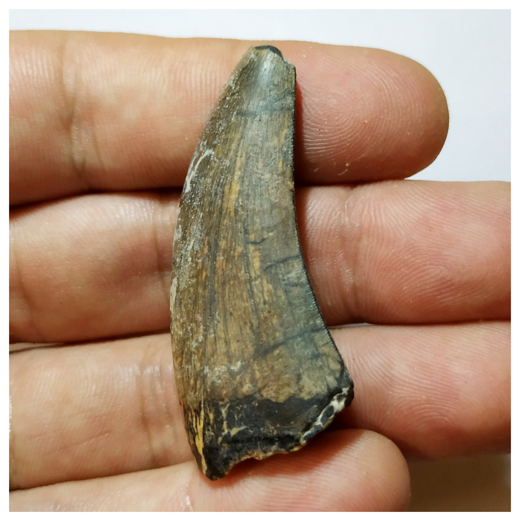 H17 - Eocarcharia dinops Dinosaur Tooth - Cretaceous Elrhaz Fm Tenere ...