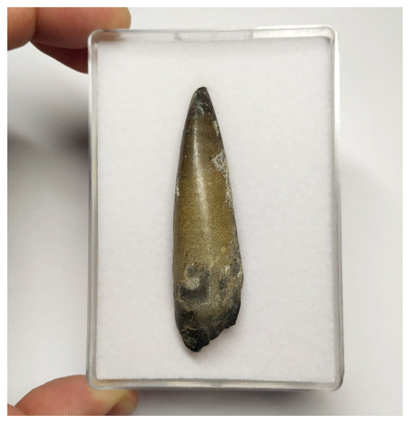 T33 - Rare Huge Sarcosuchus imperator Crocodile Tooth Lower Cretaceous ...