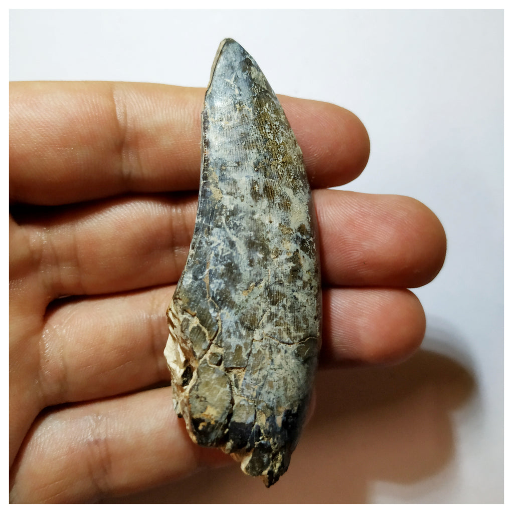 H14 - Eocarcharia dinops Dinosaur Tooth - Cretaceous Elrhaz Fm Tenere ...