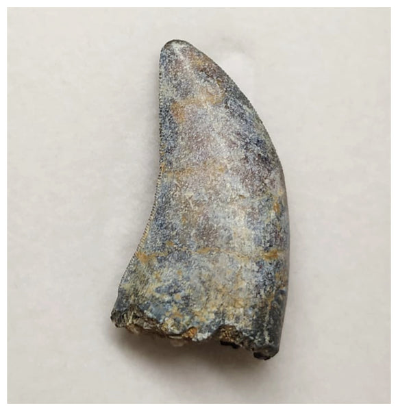 T3- Nicely Serrated Eocarcharia dinops Dinosaur Tooth - Cretaceous Elr ...