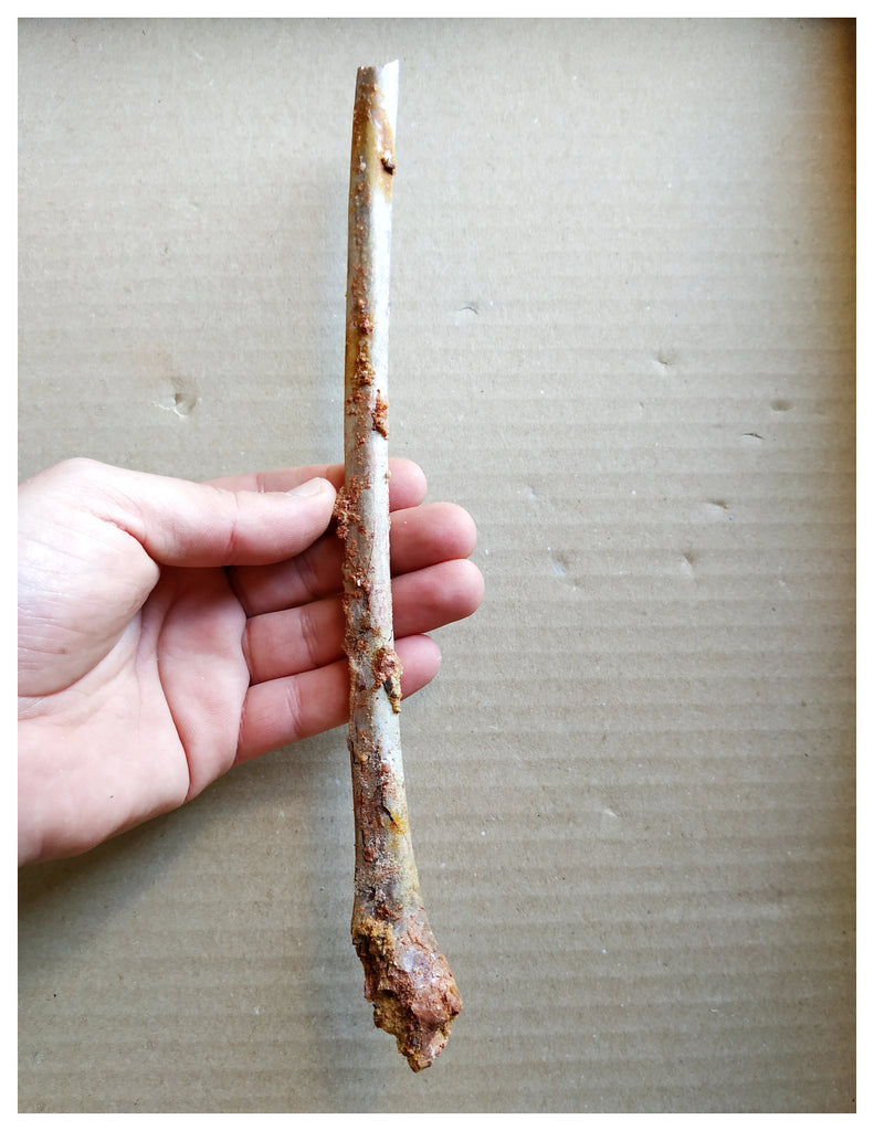 G145 - Rare Cretaceous 10.03'' Azhdarchid Pterosaur Wing Phalanx 1 Bon – Jurassic-Dreams.com