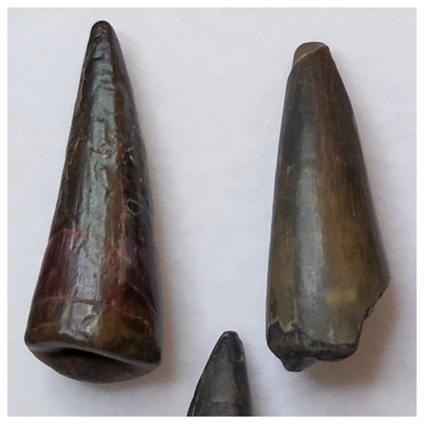 S48 - Lot of 6 Sharp Stolokrosuchus Crocodile Teeth - Lower Cretaceous ...