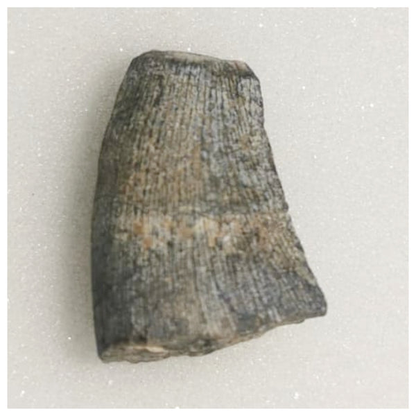 J27- Rare Eocarcharia dinops Dinosaur Tooth - Cretaceous Elrhaz Fm Ten ...
