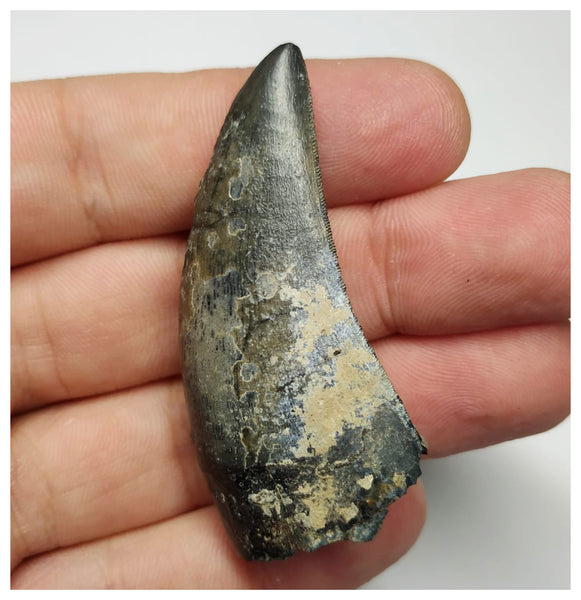 T2- Nicely Serrated Eocarcharia dinops Dinosaur Tooth - Cretaceous Elr ...
