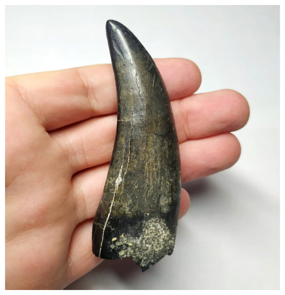 T1 - Museum Grade Eocarcharia dinops Dinosaur Tooth - Cretaceous Elrha ...