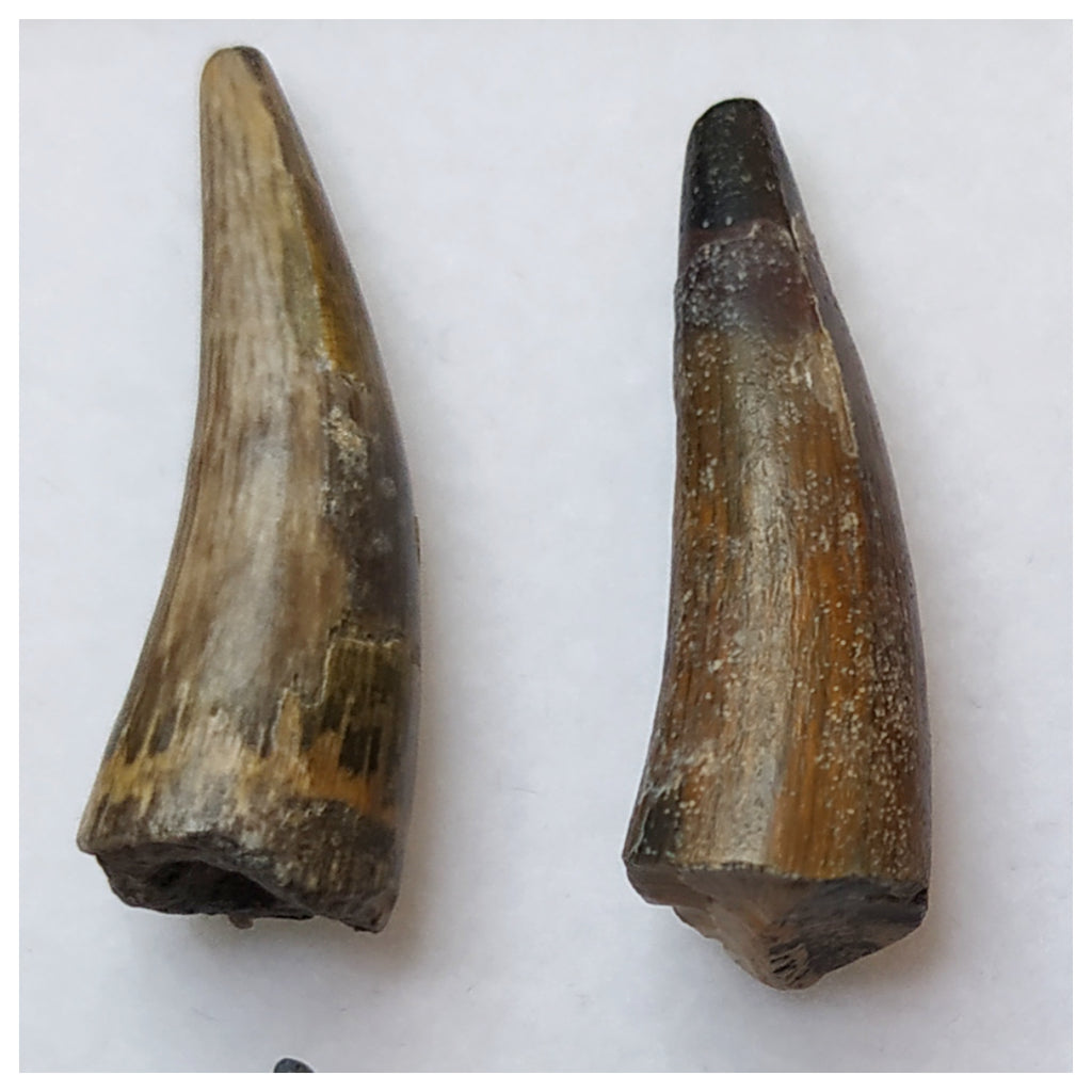 S47 - Lot of 8 Sharp Stolokrosuchus Crocodile Teeth - Lower Cretaceous ...