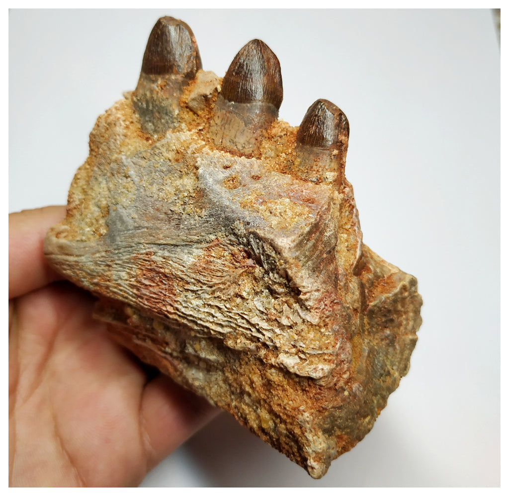 J59 - Top Rare Hamadasuchus Cretaceous Crocodile Partial Maxillary Kem ...