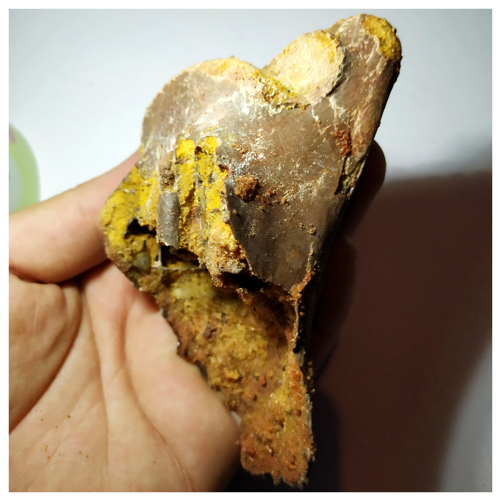 G86- Museum Grade Cretaceous Azhdarchid Pterosaur Partial Cervical Ver ...