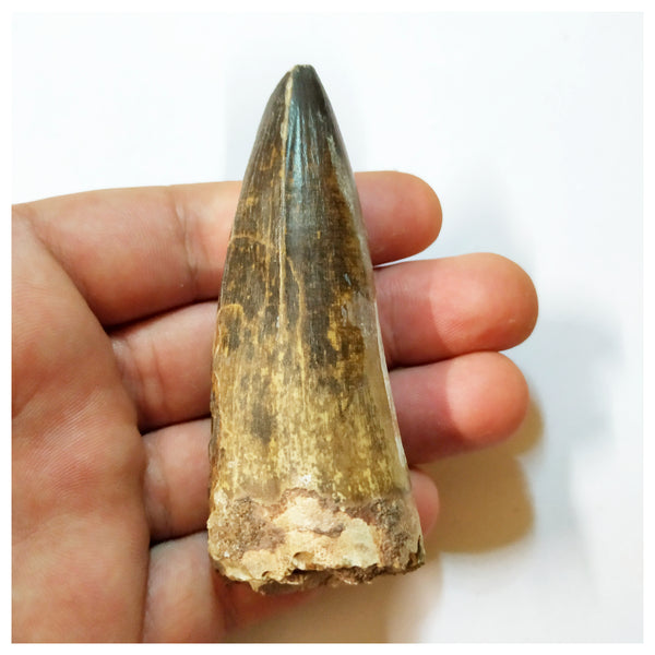 H44 - Huge Sarcosuchus imperator Crocodile Tooth Lower Cretaceous Elrh ...