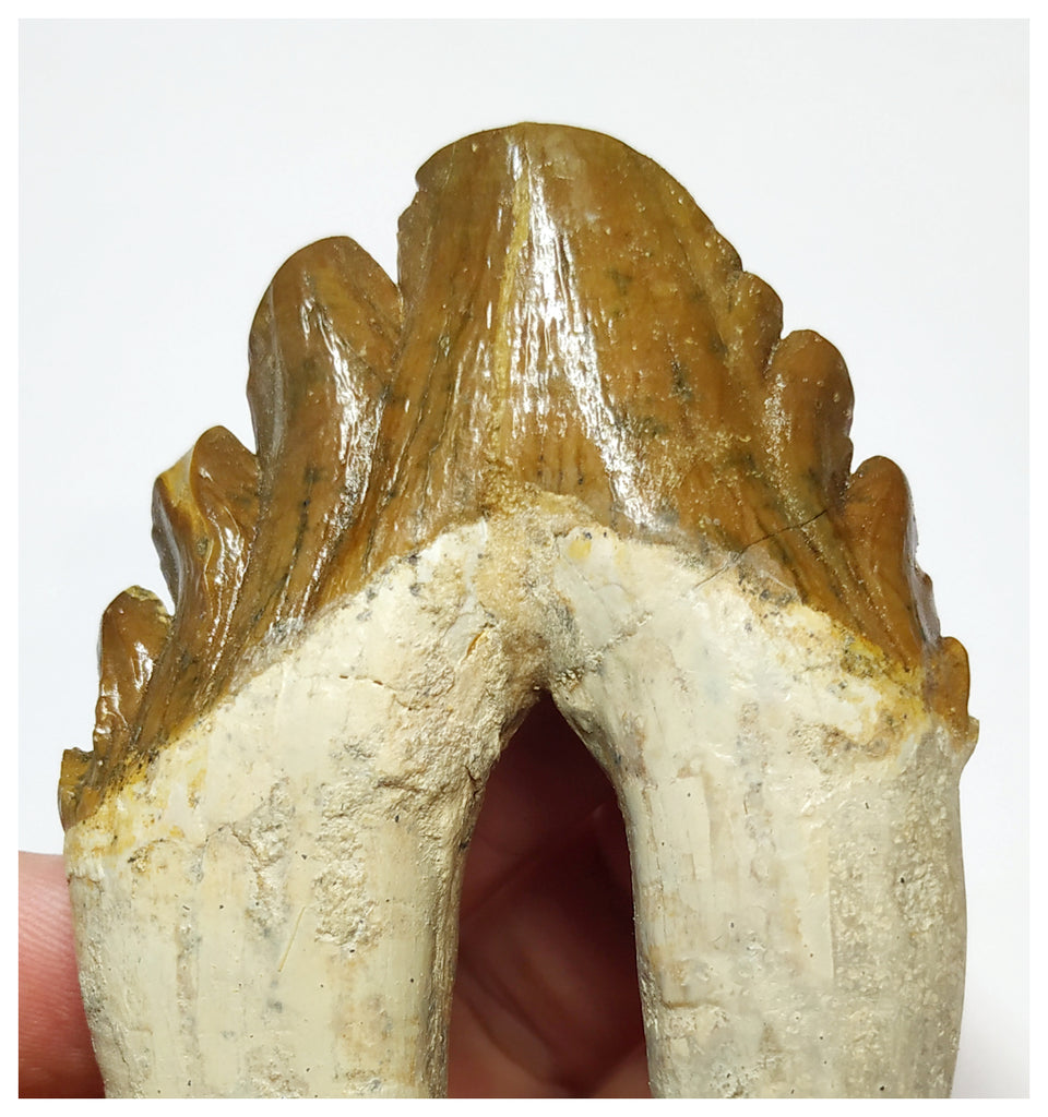 T59 - Rare Huge 4.21 Inch Basilosaurus (Whale Ancestor) Molar Rooted T – Jurassic-Dreams.com