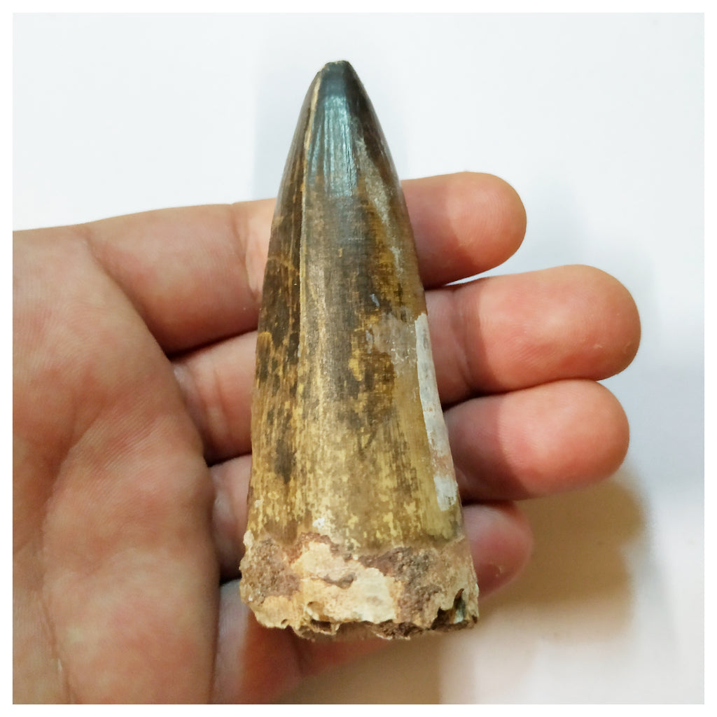H44 - Huge Sarcosuchus imperator Crocodile Tooth Lower Cretaceous Elrh ...