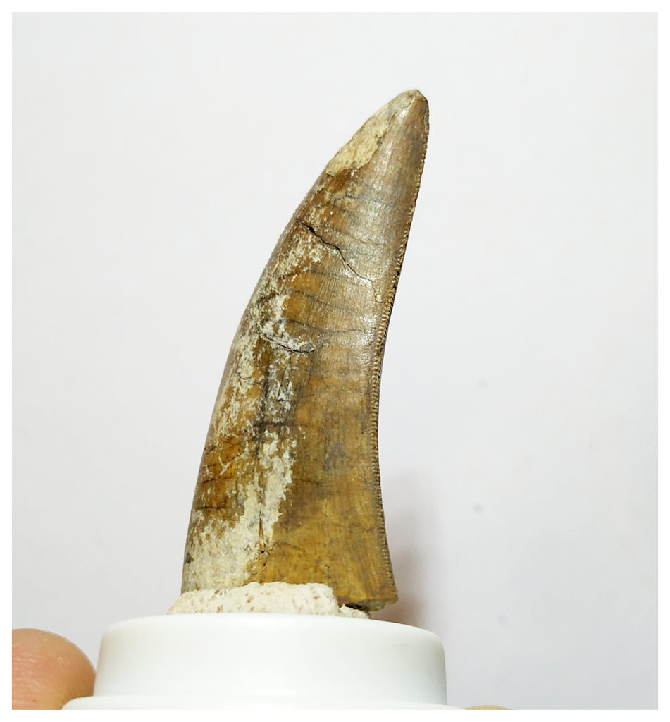 H3 - Rare Eocarcharia dinops Carcharodontosaurid Dinosaur Tooth - Elrh ...