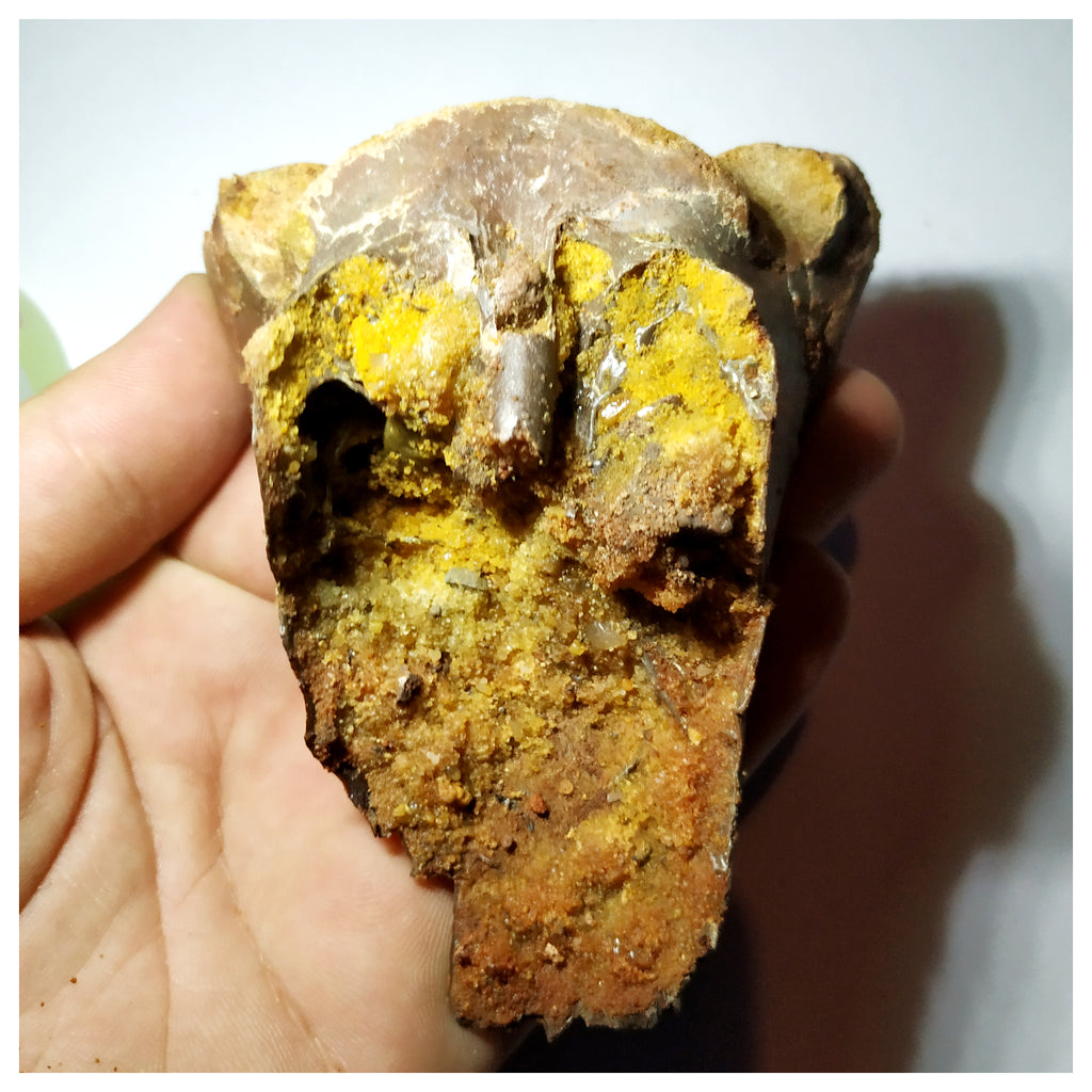 G86- Museum Grade Cretaceous Azhdarchid Pterosaur Partial Cervical Ver ...