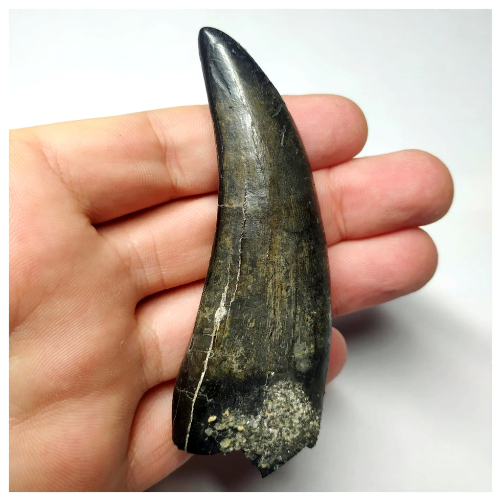 T1 - Museum Grade Eocarcharia dinops Dinosaur Tooth - Cretaceous Elrha ...