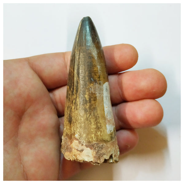 H44 - Huge Sarcosuchus imperator Crocodile Tooth Lower Cretaceous Elrh ...