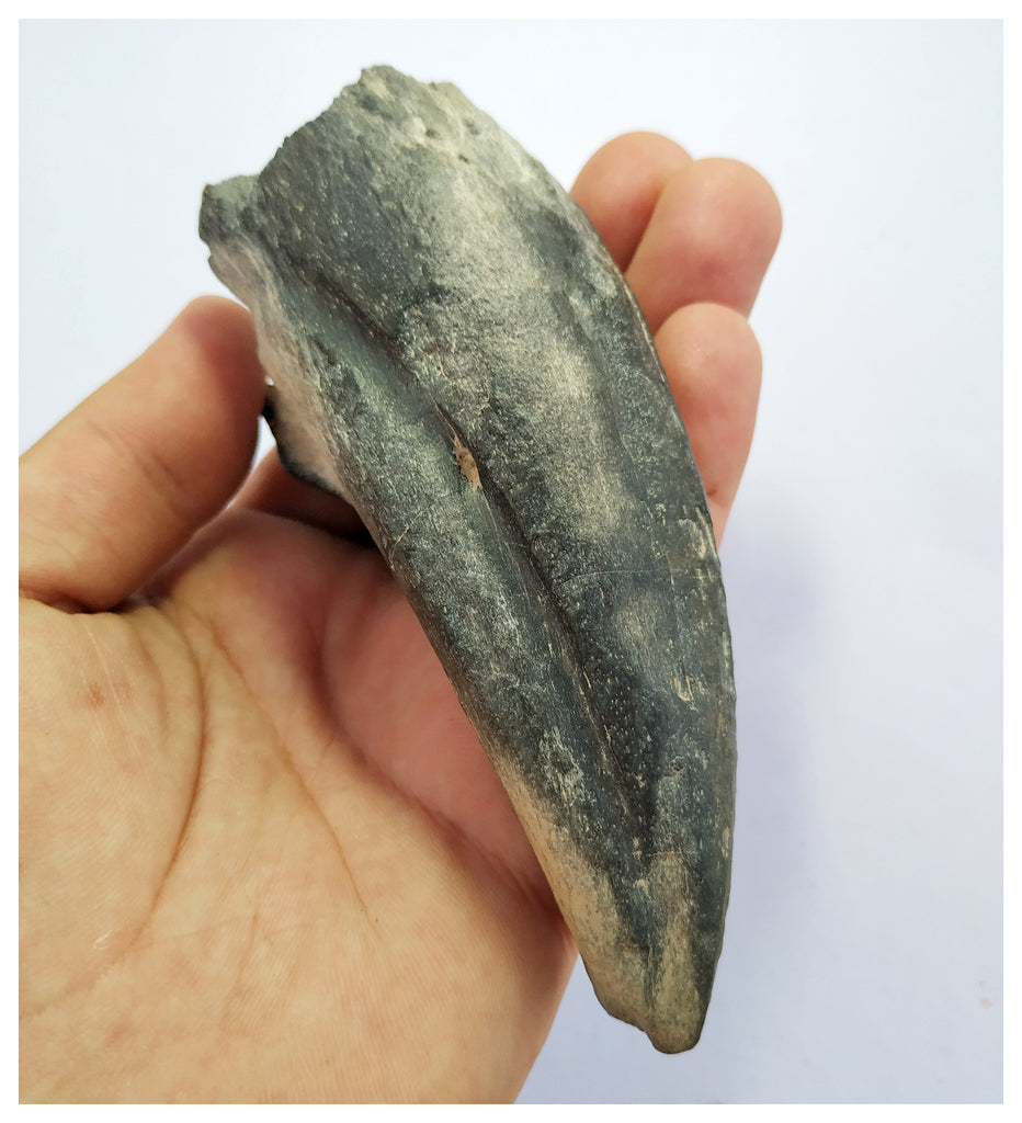 G76 - Museum Grade Suchomimus tenerensis Dinosaur Foot Claw Lower Cret ...