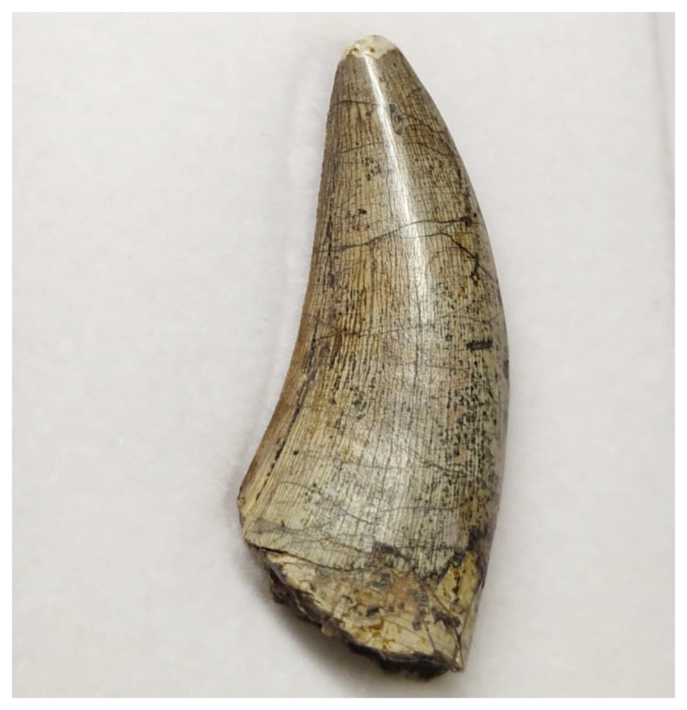 T5 - Finest Grade Afrovenator abakensis Megalosaurid Dinosaur Tooth Ju ...