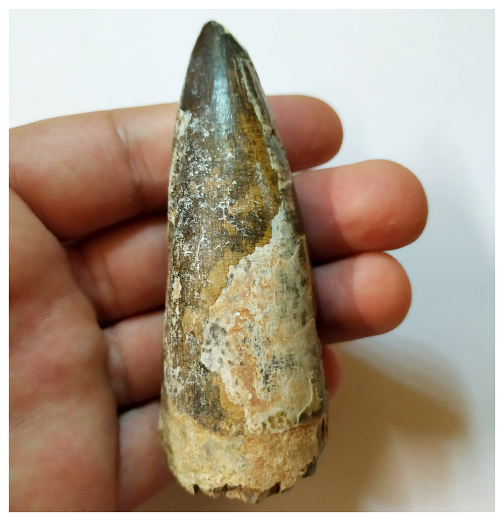 H44 - Huge Sarcosuchus imperator Crocodile Tooth Lower Cretaceous Elrh ...
