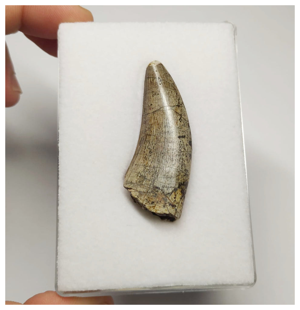 T5 - Finest Grade Afrovenator abakensis Megalosaurid Dinosaur Tooth Ju ...