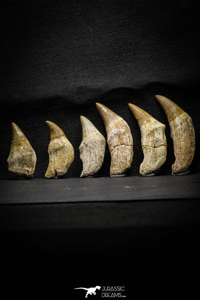 Great collection of 6 Platecarpus ptychodon (Mosasaur) Rooted Teeth ...