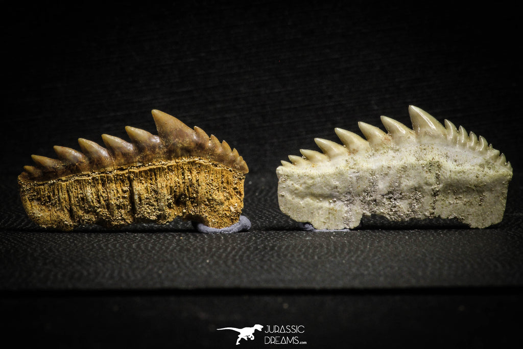 Great Collection of 2 Notidanodon loozi (Cow Shark) Teeth – Jurassic ...
