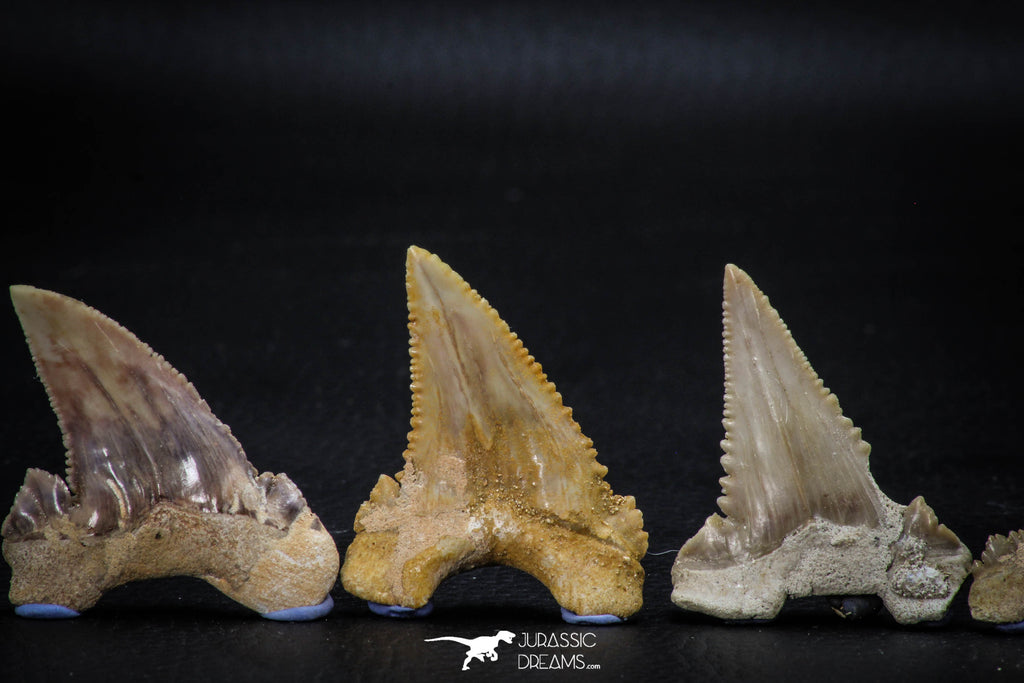 Great Collection of 8 Palaeocarcharodon orientalis (Pygmy white Shark ...