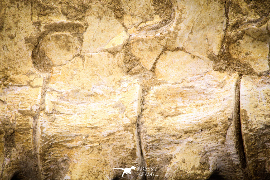Museum Grade Association 4 Elasmosaurus (Zarafasaura oceanis) Vertebrae ...