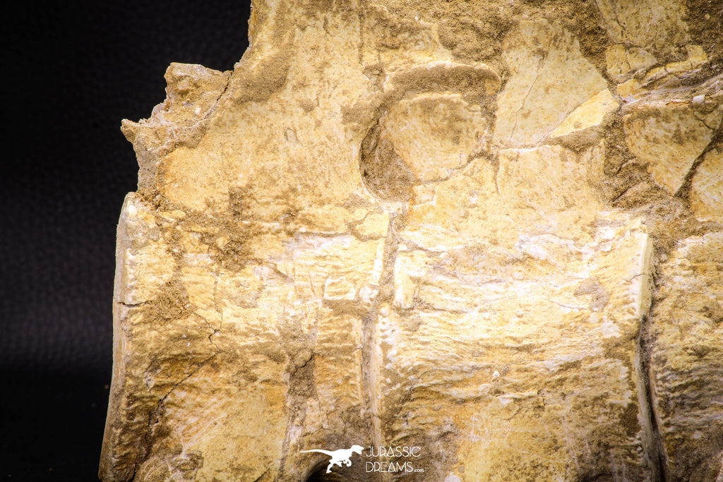 Museum Grade Association 4 Elasmosaurus (Zarafasaura oceanis) Vertebrae ...