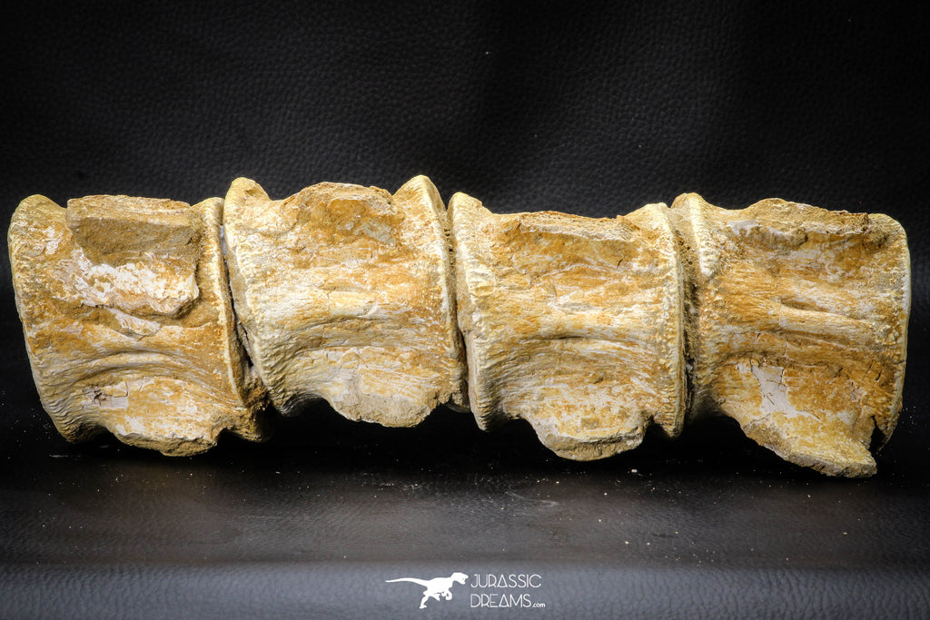 Museum Grade Association 4 Elasmosaurus (Zarafasaura oceanis) Vertebrae ...