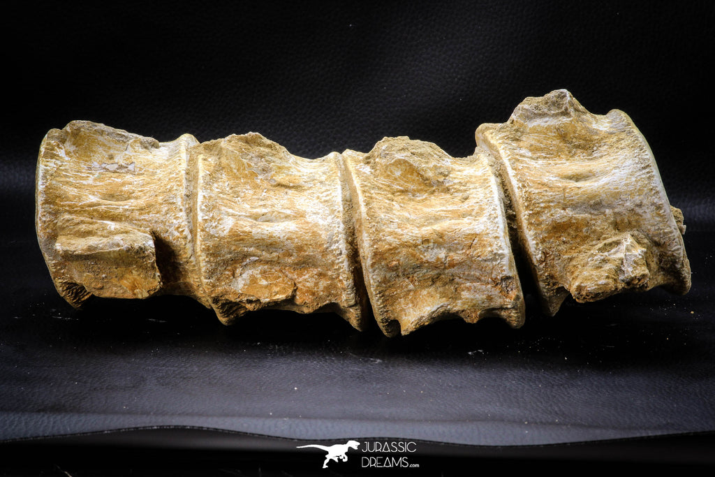Museum Grade Association 4 Elasmosaurus (Zarafasaura oceanis) Vertebrae ...