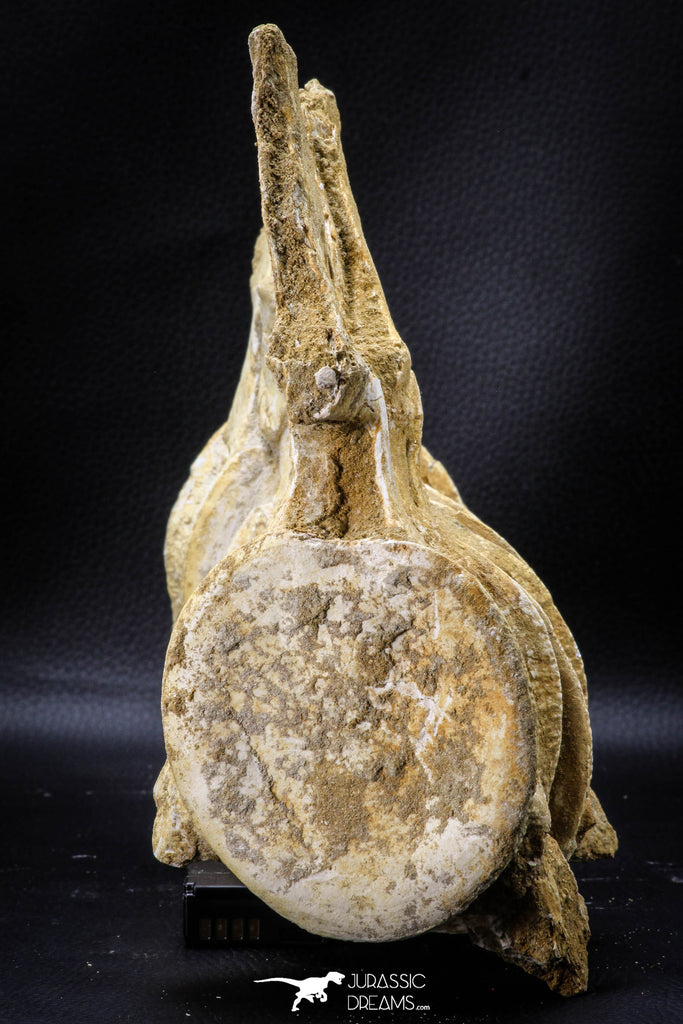 Museum Grade Association 4 Elasmosaurus (Zarafasaura oceanis) Vertebrae ...