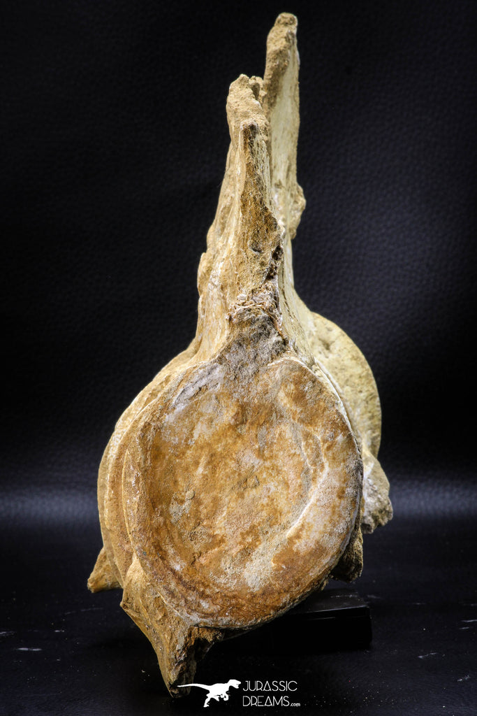 Museum Grade Association 4 Elasmosaurus (Zarafasaura oceanis) Vertebrae ...