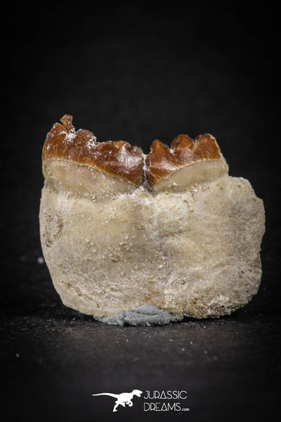 Top Rare 0.97 Inch Stephanodus Tooth Cretaceous – Jurassic-Dreams.com