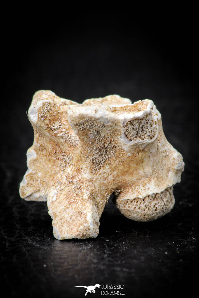 Beautiful 0.92 Palaeophis Magrebianus Paleocene Sea Snake Vertebra Bone ...