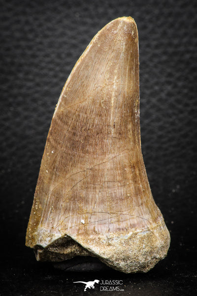 Top Rare 2.54 Inch Huge Tylosaurus sp (Mosasaur) Tooth Late Cretaceous ...