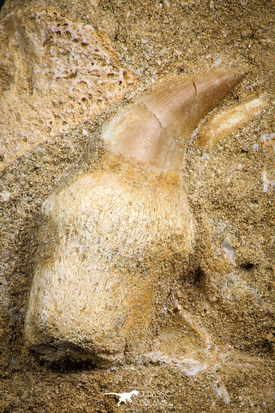 Top Quality 1.72 Inch Rooted Halisaurus walkeri (Mosasaur) Tooth in ...