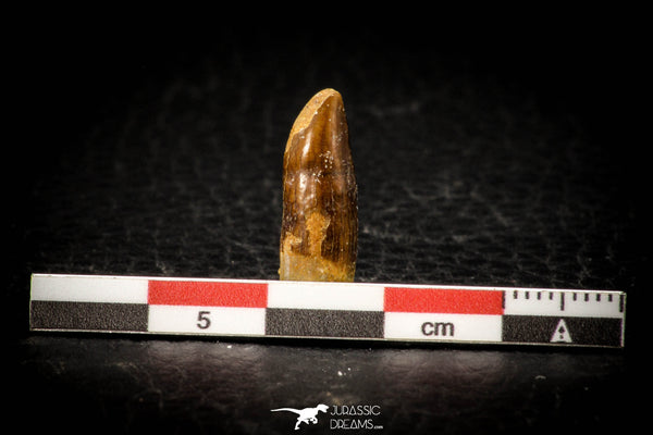 Beautiful 0.82 Inch Rebbachisaurus Diplodocoid Sauropod Dinosaur Tooth ...