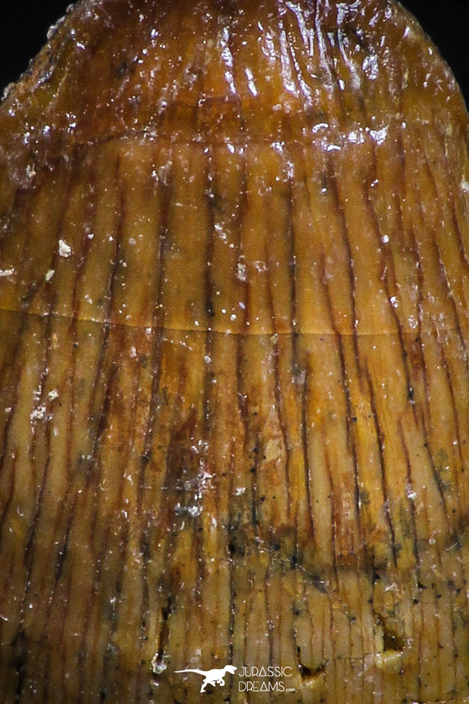 Top Rare 0.78 Inch Hamadasuchus rebouli Crocodile Tooth Cretaceous ...