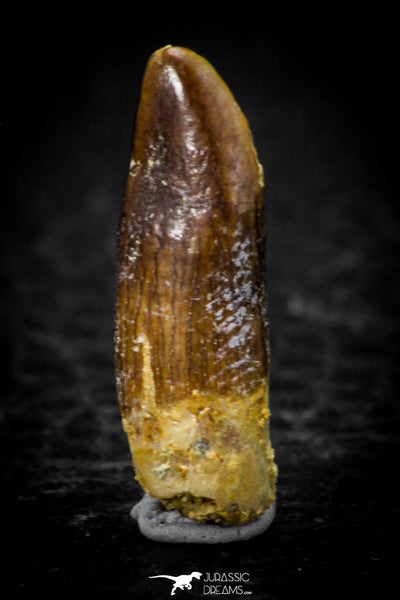 Beautiful 0.82 Inch Rebbachisaurus Diplodocoid Sauropod Dinosaur Tooth ...