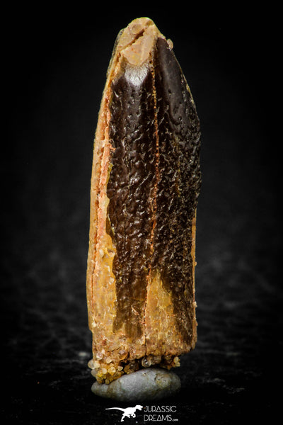 08134 - Top Beautiful 1.41 Inch Rebbachisaurus Diplodocoid Sauropod ...