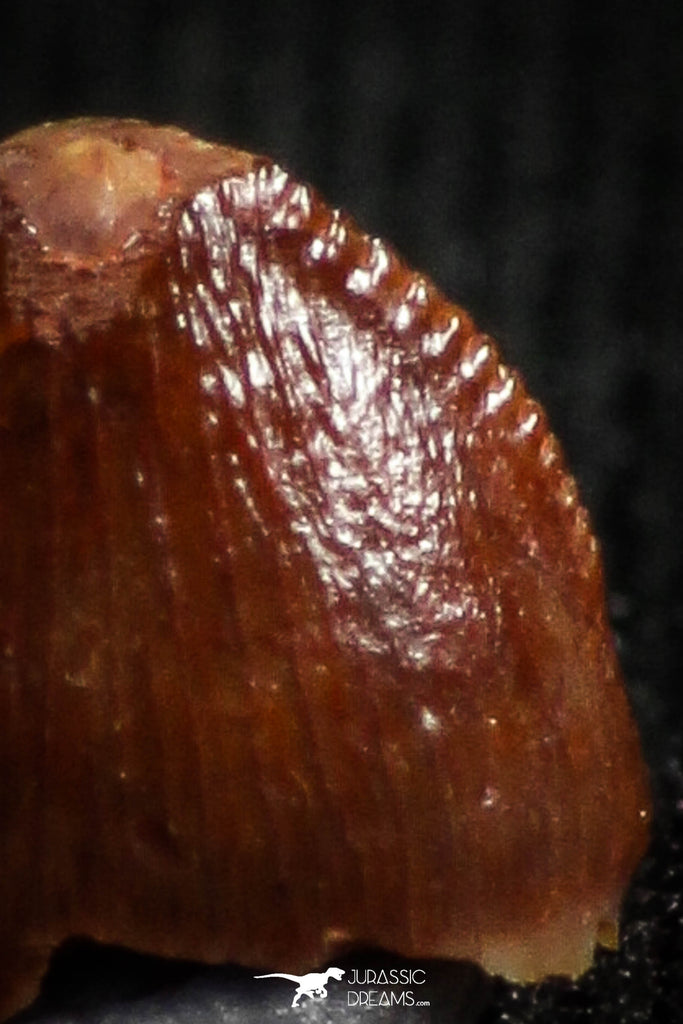 Top Rare 0.17 Inch Hamadasuchus rebouli Crocodile Tooth Cretaceous ...
