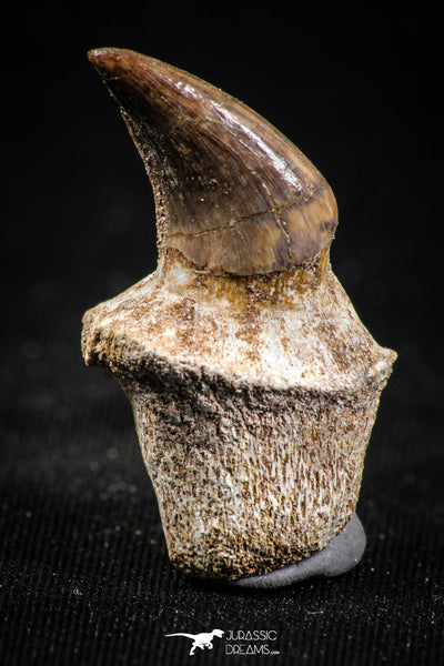 Top Quality 1.26 Inch Rooted Halisaurus walkeri (Mosasaur) Tooth ...