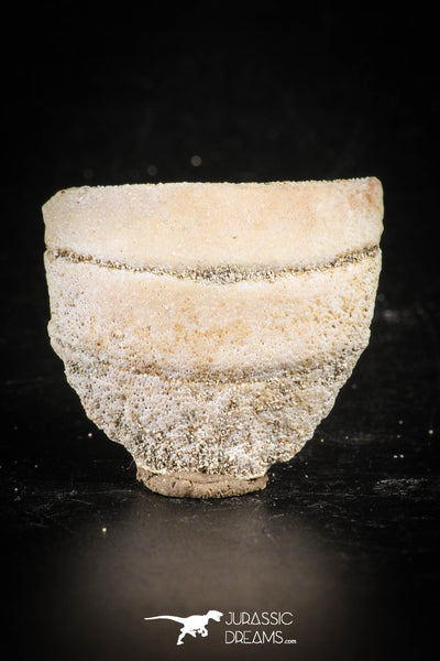 Beautiful Myliobatis Stingray Dental Plate Paleocene – Jurassic-Dreams.com