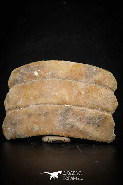Beautiful Myliobatis Stingray Dental Plate Paleocene – Jurassic-Dreams.com