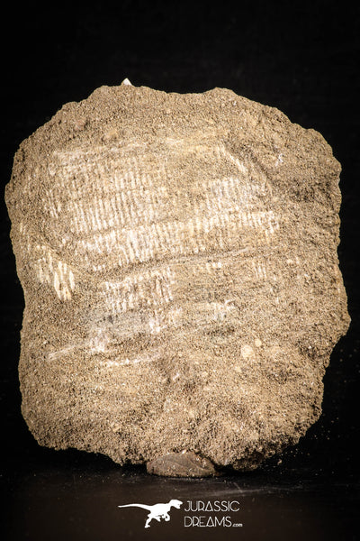 Beautiful Myliobatis Stingray Dental Plate Paleocene – Jurassic-Dreams.com