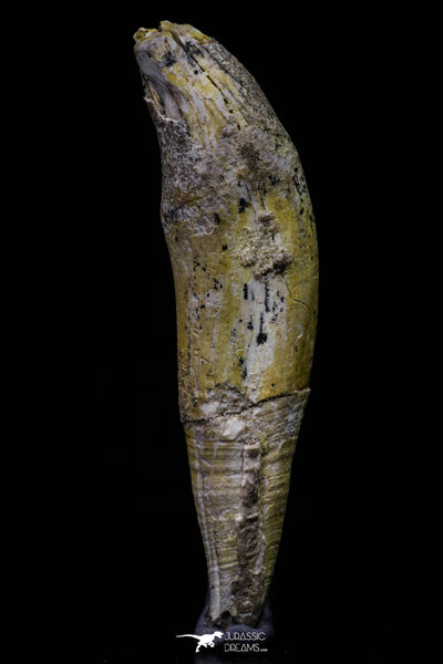 Extremely Rare 3.15 Inch Pappocetus lugardi (Whale Ancestor) Incisor ...