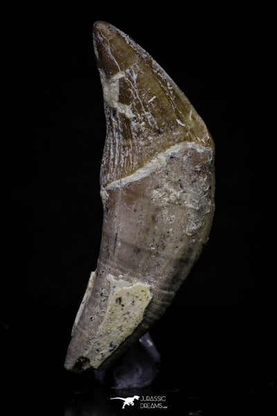 Extremely Rare 2.24 Inch Pappocetus lugardi (Whale Ancestor) Incisor ...