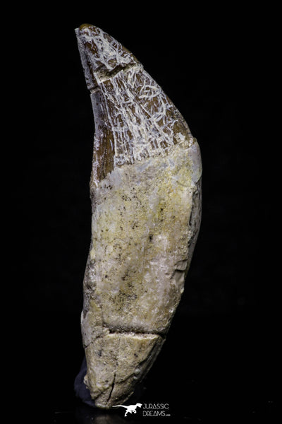 Extremely Rare 2.23 Inch Pappocetus lugardi (Whale Ancestor) Incisor ...