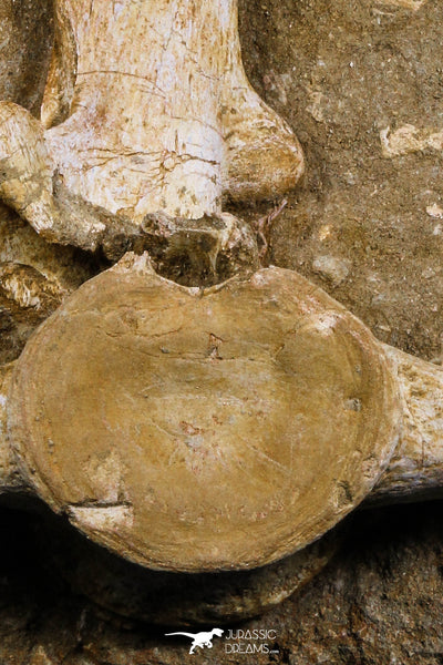 Museum Grade Huge Elasmosaurus (Zarafasaura oceanis) Vertebrae Bone in ...