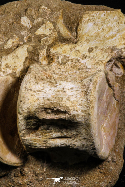 Museum Grade Association 2 Elasmosaurus (Zarafasaura oceanis) Vertebrae ...
